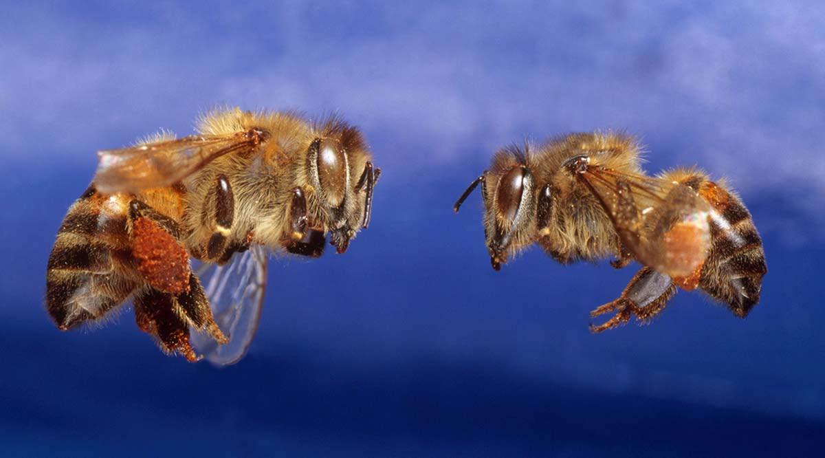 Abeilles en Liberté - Des abeilles tueuses en Europe