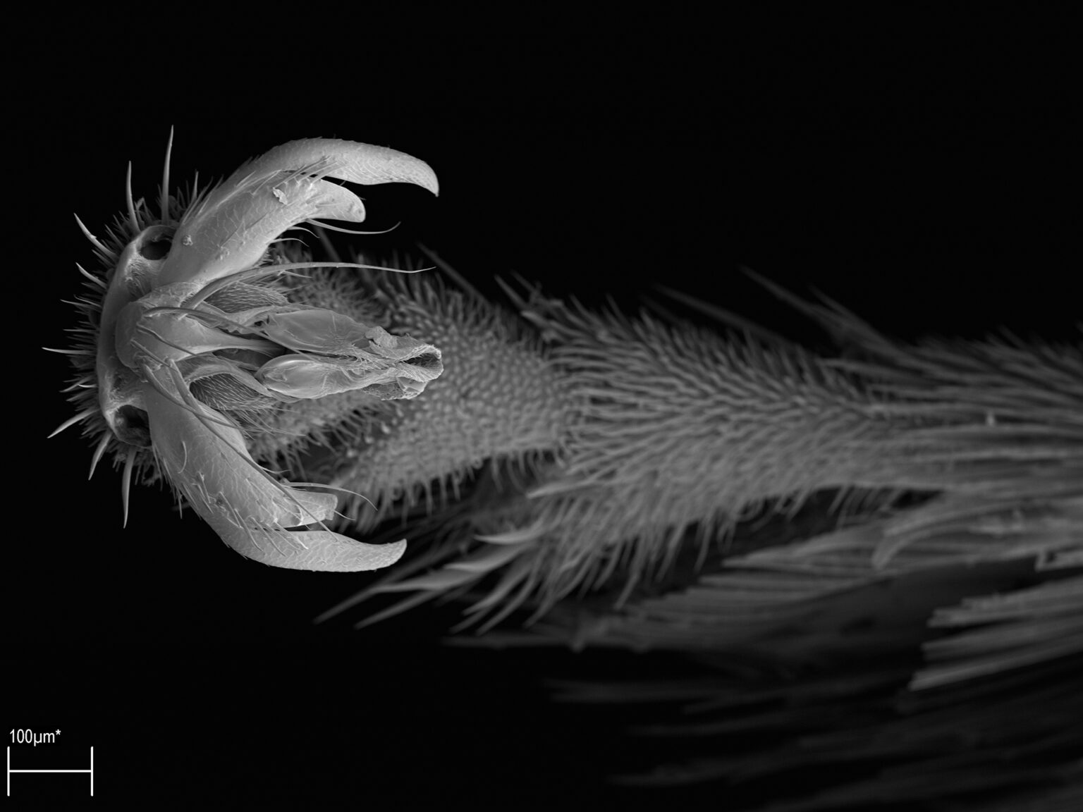 Abeilles en Liberté - L’abeille est-elle électrosensible ? (Partie 1)