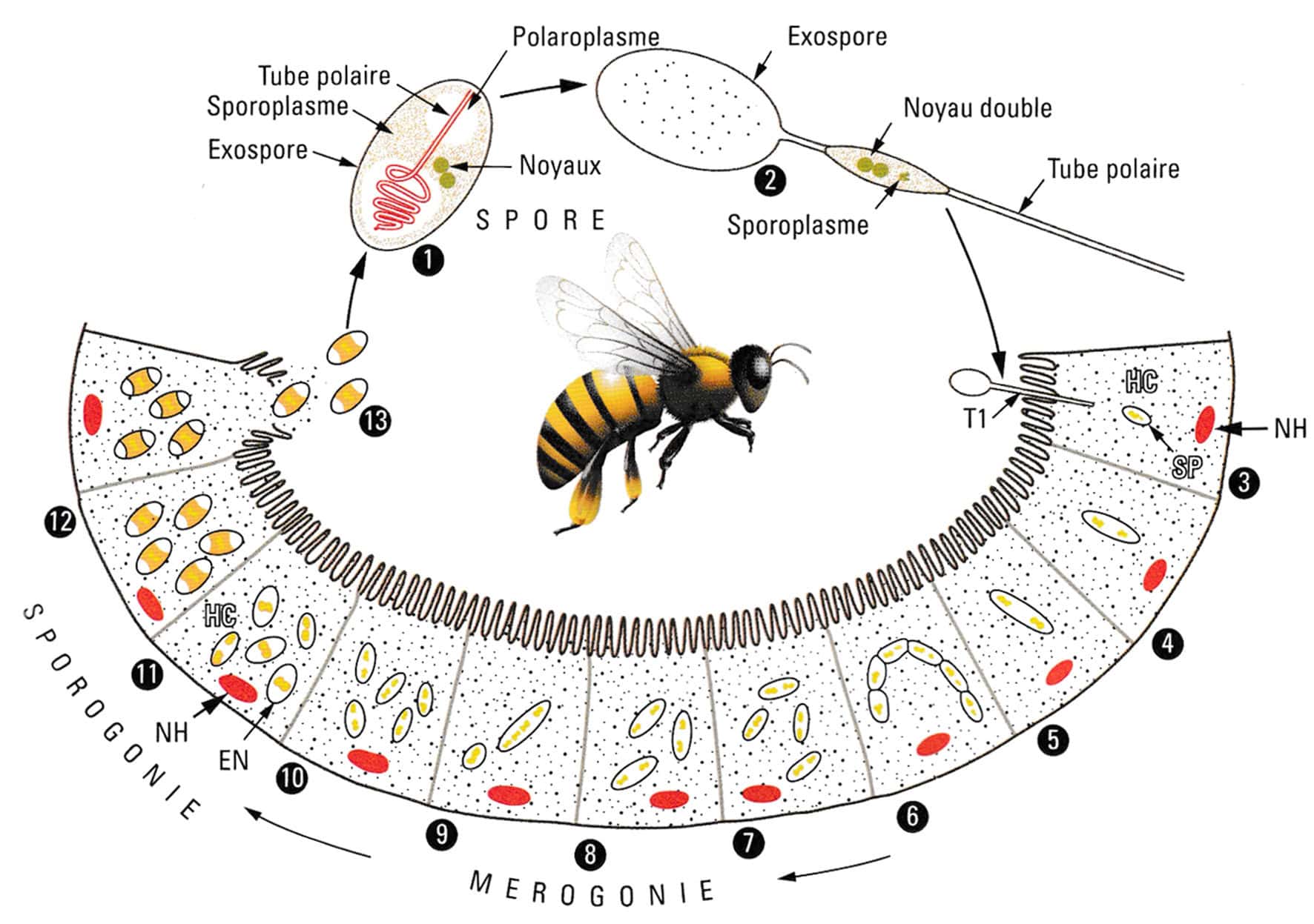 Abeilles en Liberté - Portage des pathogènes, solutions naturelles pour ...